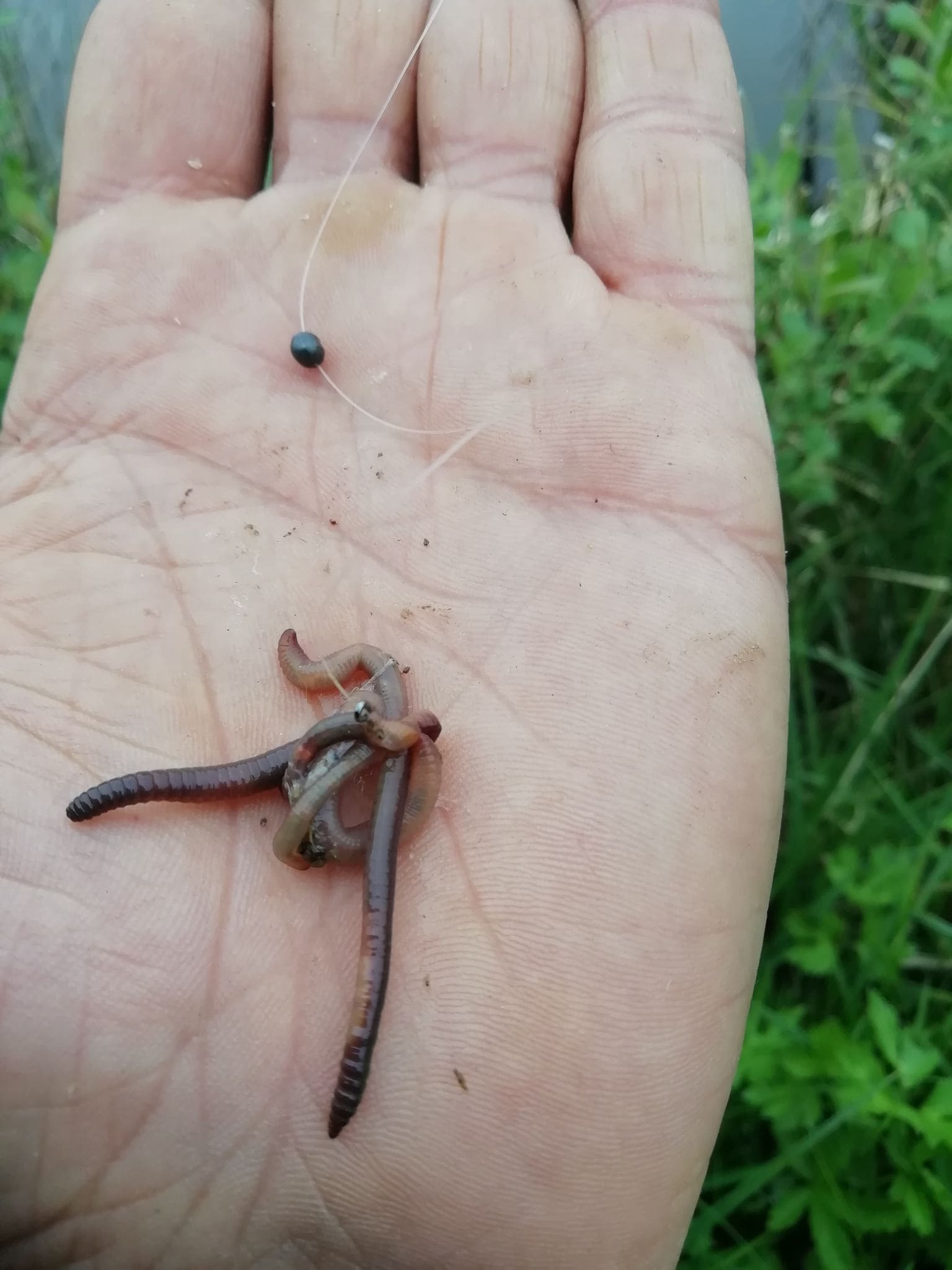 Tout savoir sur la pêche du Barbeau - Blog Pecheur.com